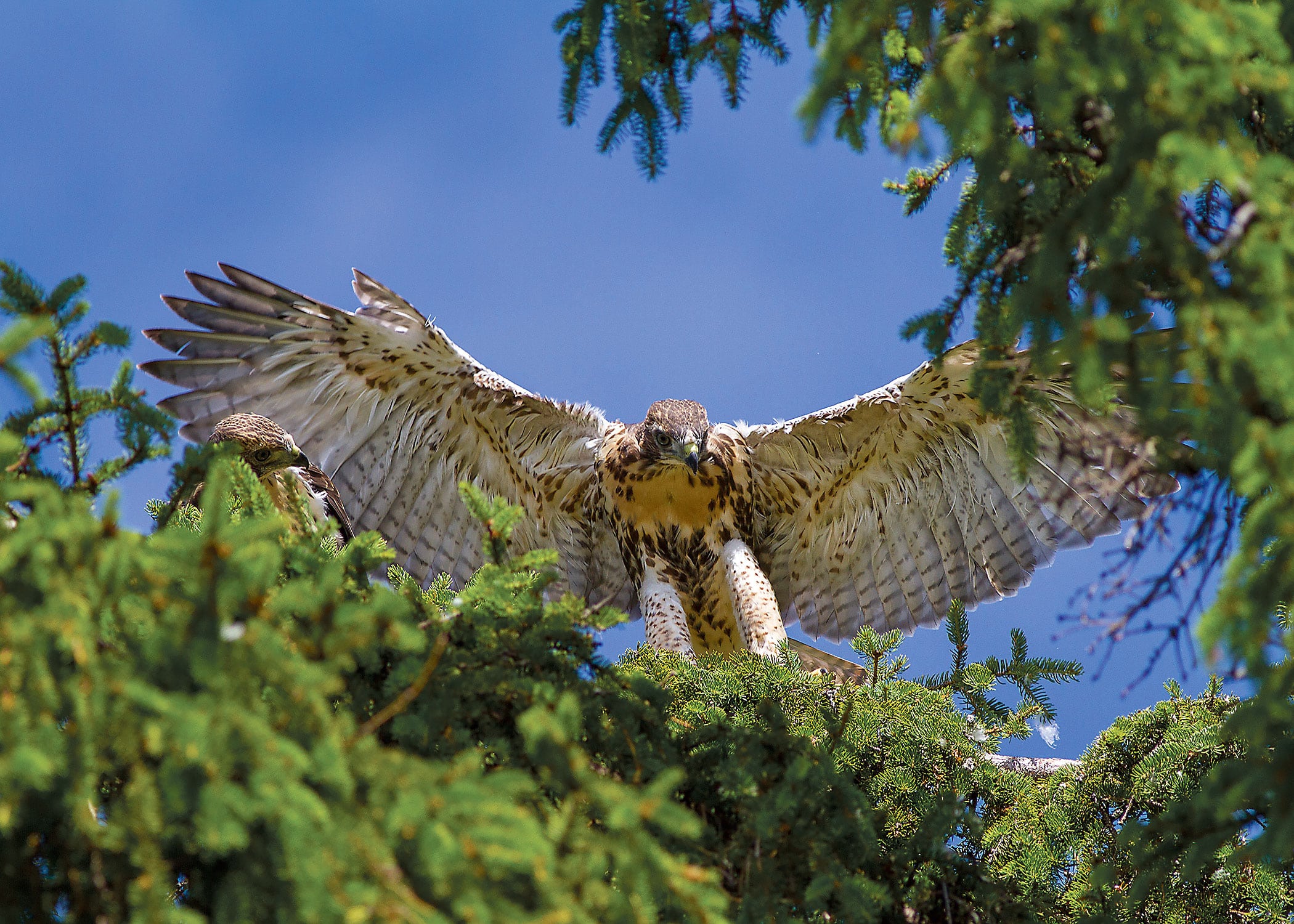 On the Wild Side: Red-tailed hawks return to the nest – Beach Metro ...
