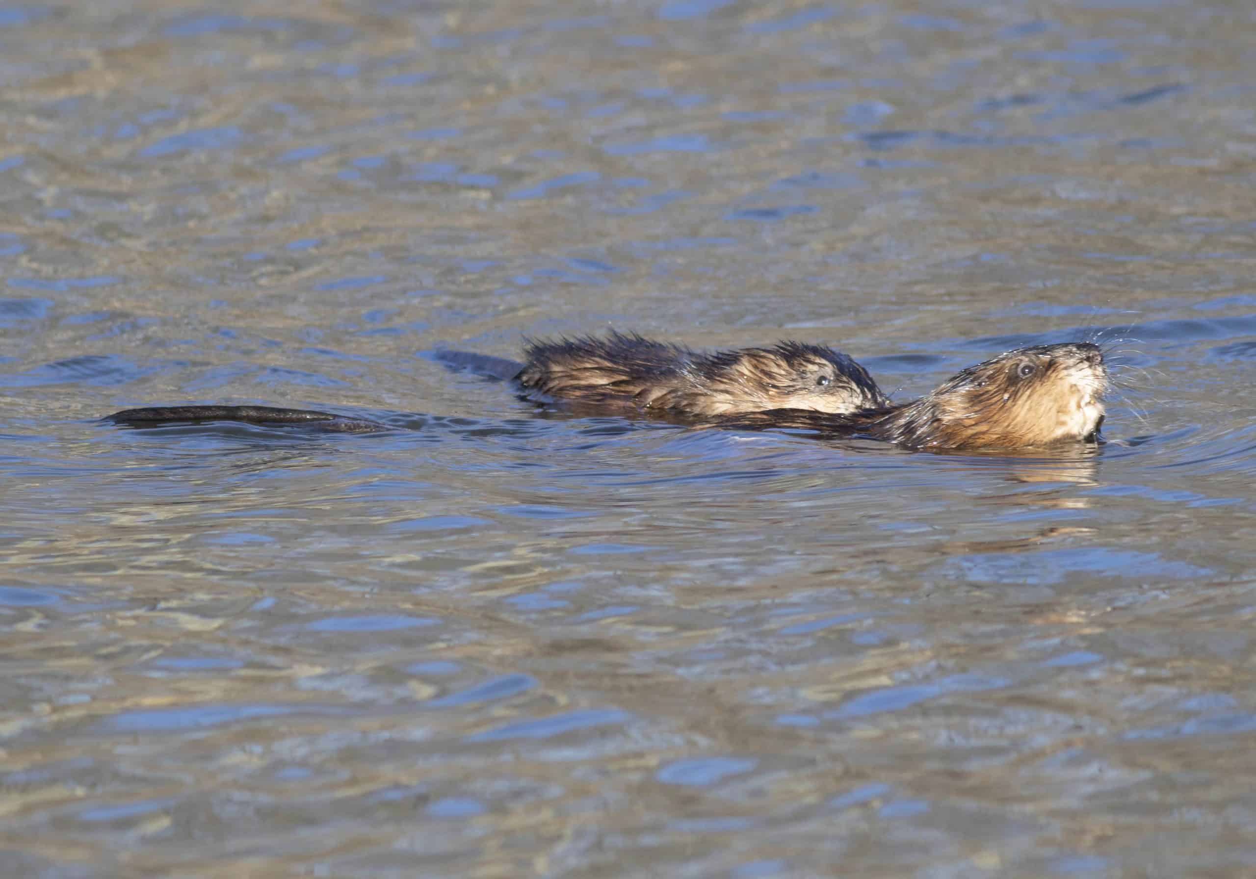 On The Wildside: Encounter with wildlife brings to mind the song ...