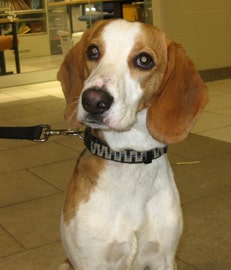 Try going off the 'Deep' end – Beach Metro Community News