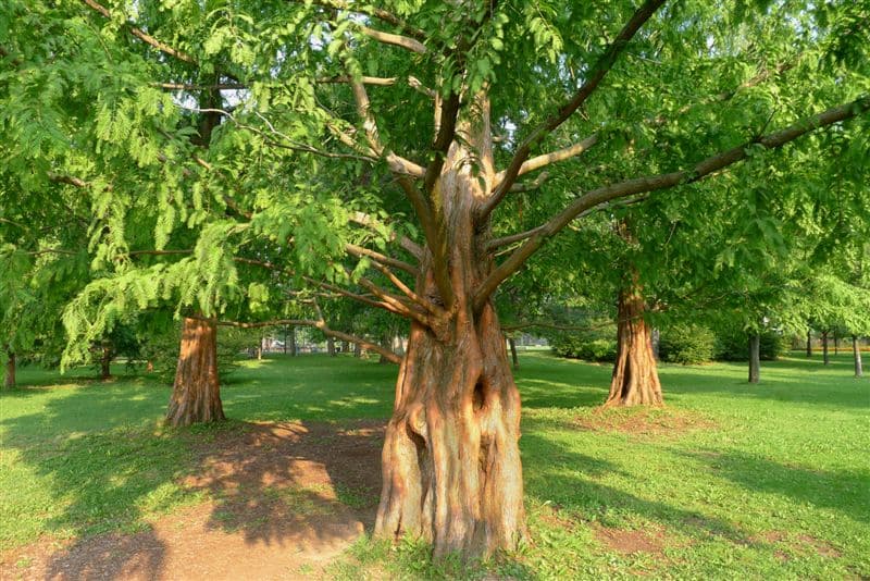 Trees thought extinct thrive in Kew Gardens – Beach Metro Community News