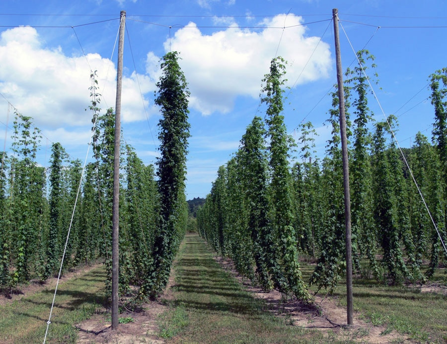Everything you need to know about hops: 2018's herb of the year – Beach ...