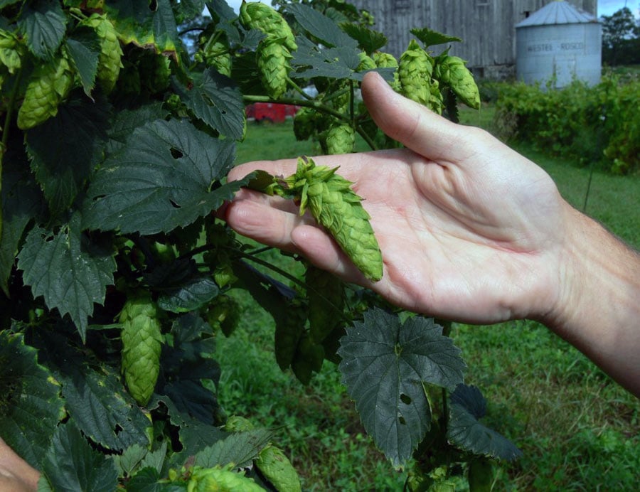 Everything you need to know about hops: 2018's herb of the year – Beach ...