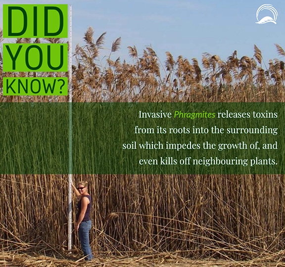 Todmorden Mills Wildflower Reserve among groups helping deal with ...