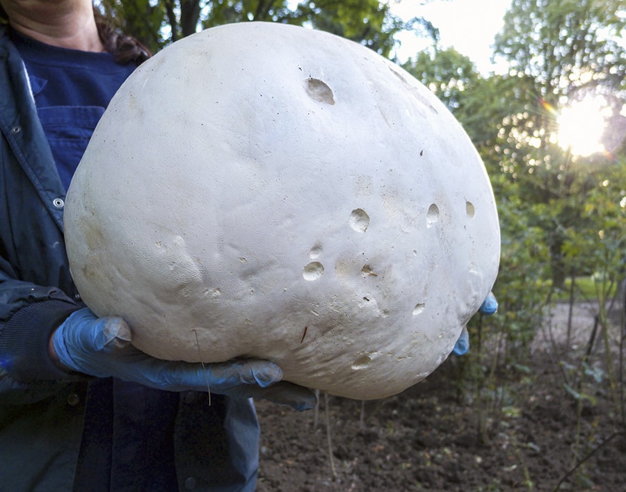 Giant puffball tastes best when fresh – Beach Metro Community News