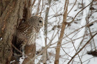 In My Opinion: Metrolinx could earn some community goodwill by ...