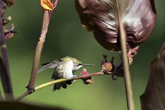 On The Wild Side: Sight of hummingbirds feeding on flowers was unique ...