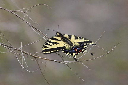 Butterflies and birds migrating now – Beach Metro Community News