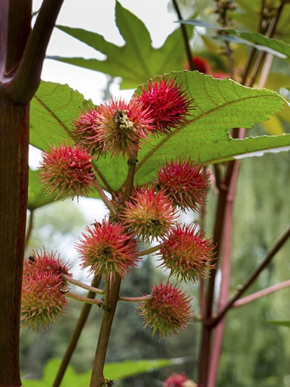 Imported plants can pack a punch in self-defence – Beach Metro ...