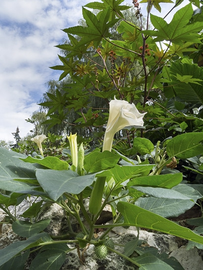 Imported plants can pack a punch in self-defence – Beach Metro ...