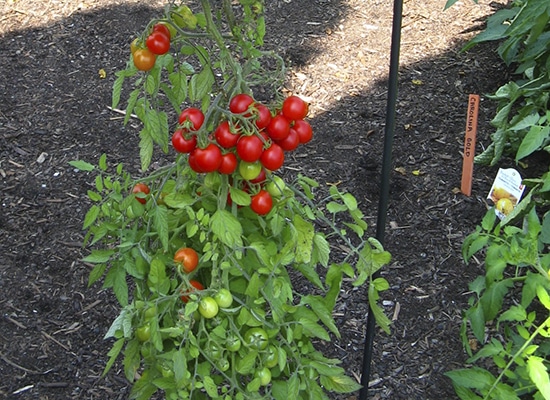 A weird and wonderful garden quiz – Beach Metro Community News