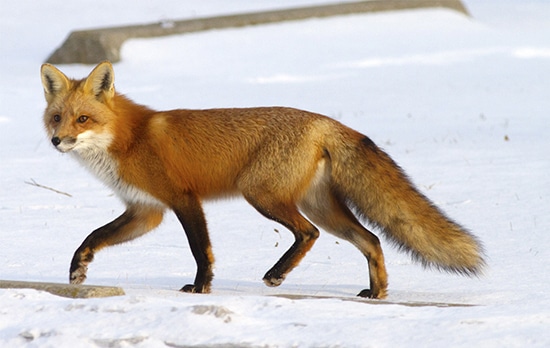 ‘Snow angels’ show traces of wildlife – Beach Metro Community News