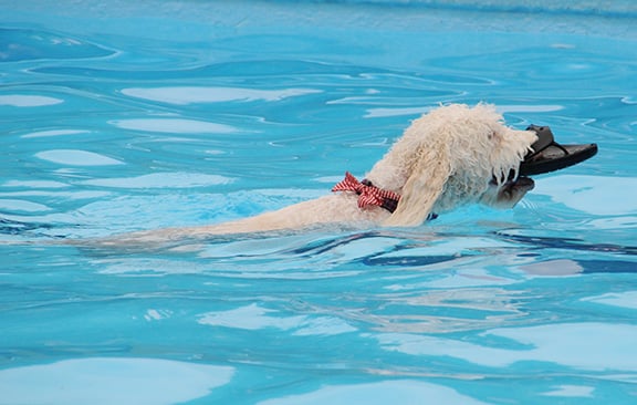 Dog Swims to take place today at Greenwood and Monarch Park outdoor ...