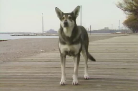 Reel Beach: Beloved The Littlest Hobo TV series filmed many episodes in ...