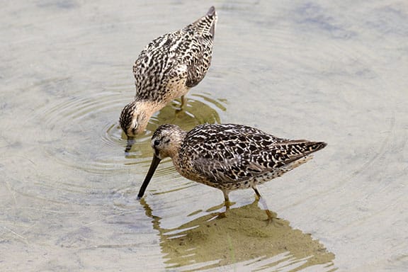 On The Wild Side: Sighting of short-billed dowitchers a highlight of ...