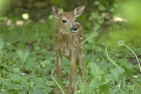 On The Wild Side: Seeing the birth of three fawns in Scarborough ...