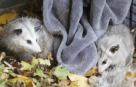 On The Wild Side: Opossums are unique and useful neighbours – Beach ...