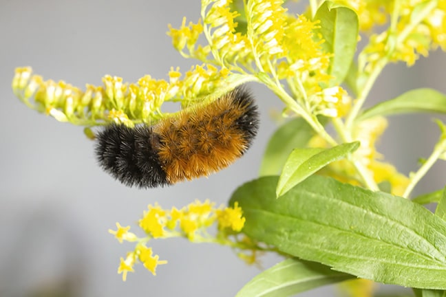 On The Wild Side: Fall brings changing colours, migrating birds and ...