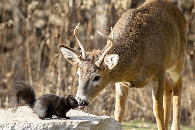On The Wild Side: January begins with photographer’s ‘luck’ – Beach ...