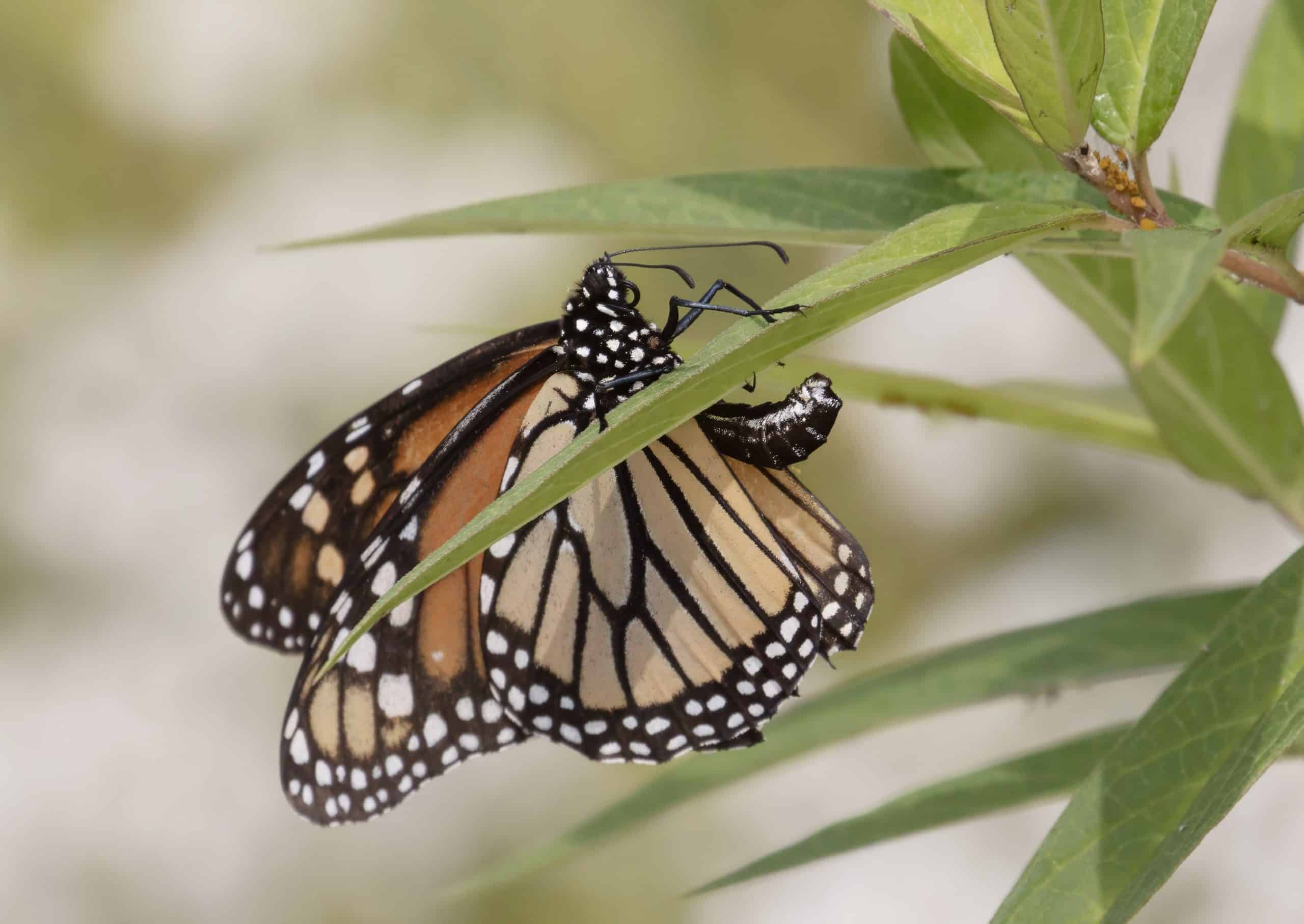 On The Wild Side: 'Super Generation' of monarch butterfly eggs hatching ...