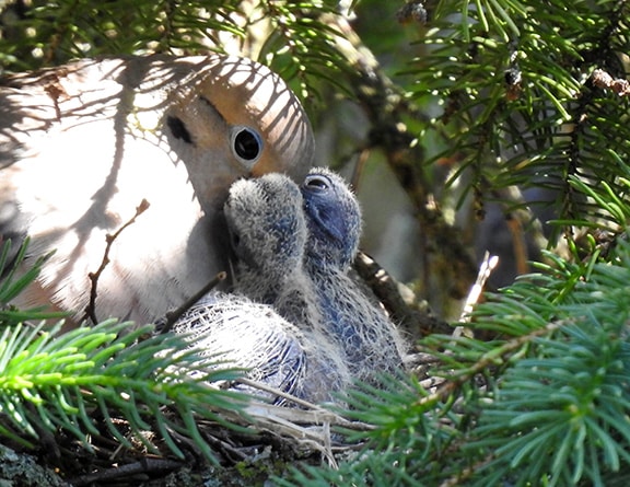On The Wild Side: A look into the behaviour of nesting mourning doves ...