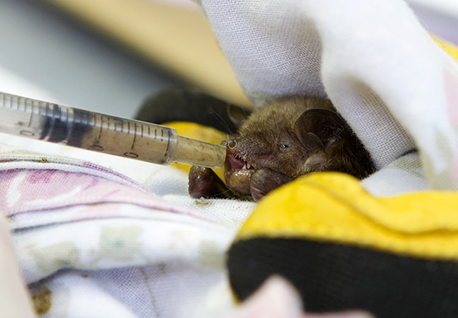 Ontario’s little brown bats now listed as endangered – Beach Metro ...