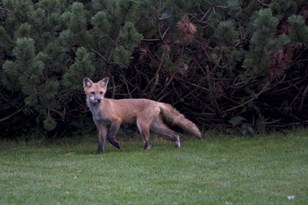 Saving the Scarborough Bluffs foxes – Beach Metro Community News