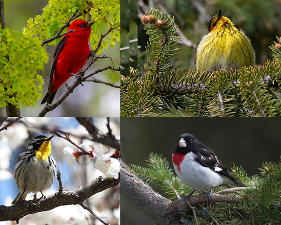 Spring Bird Festival at Tommy Thompson Park set for Saturday, May 11 ...